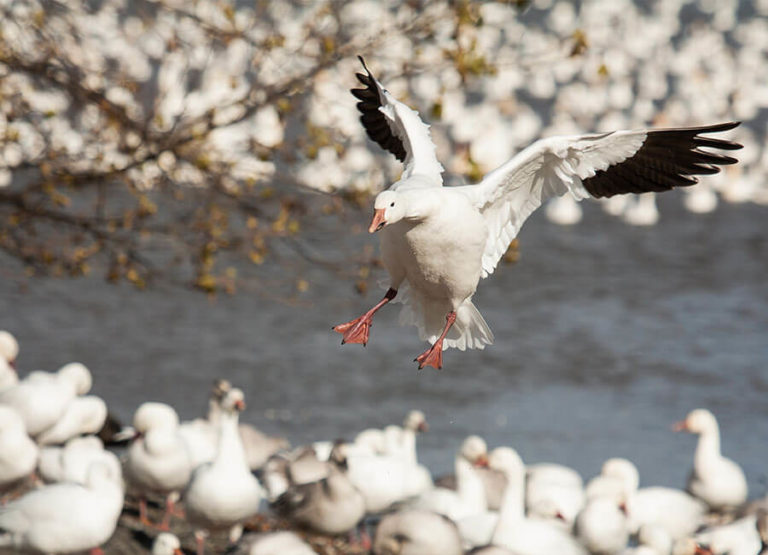 Goose Hunting Southern Illinois | Gander Hill Goose Club