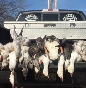 Snow Goose Hunting Southern Illinois | Spring Snow Goose Hunts